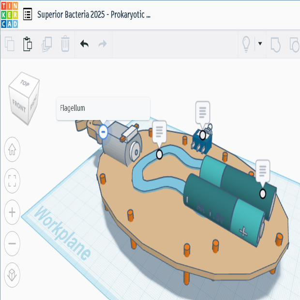Model of Prokaryotic Bacteria - DC Motor Flagellum - Tinkercad