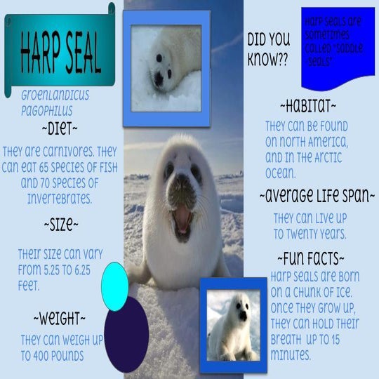 Tabletop Zoo - Tinkercad