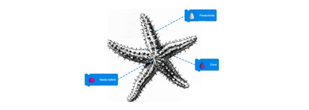 Re Discovering Nature With Tinkercad Codeblocks Tinkercad