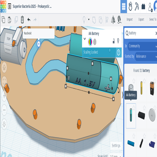 Model of Prokaryotic Bacteria - DC Motor Flagellum - Tinkercad