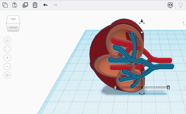 3D Model of Kidney Ft.Tinkercad - Tinkercad