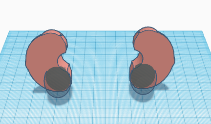 3D Model of Kidney Ft.Tinkercad - Tinkercad