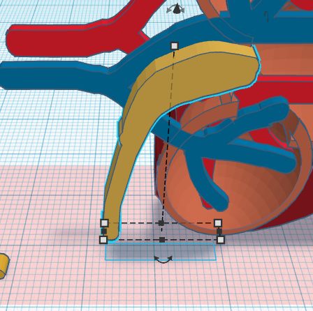 3D Model of Kidney Ft.Tinkercad - Tinkercad