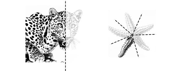 Re Discovering Nature With Tinkercad Codeblocks Tinkercad